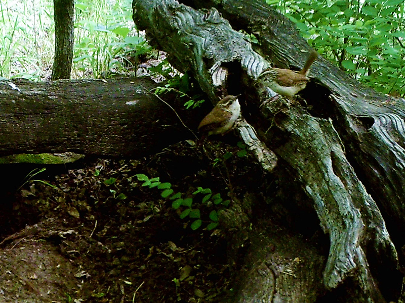 The Packrat Takeover – DFW Urban Wildlife