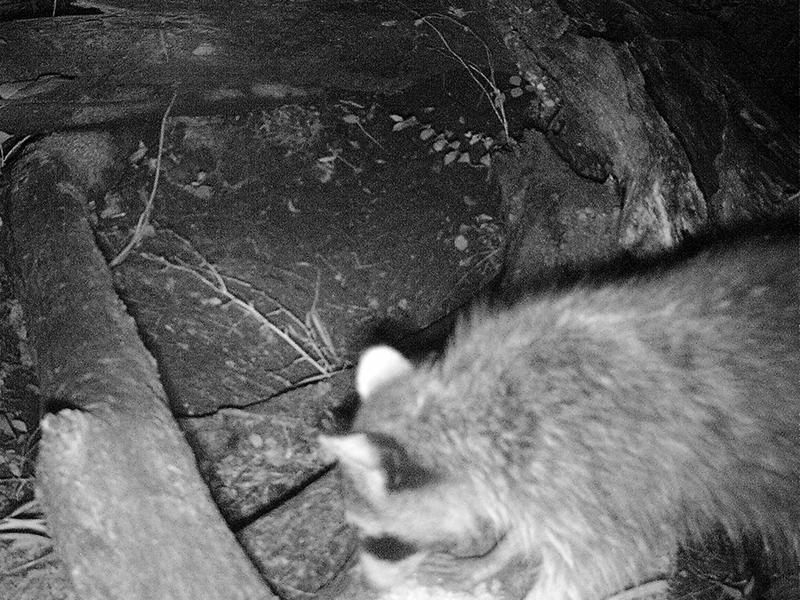 The Packrat Takeover – DFW Urban Wildlife