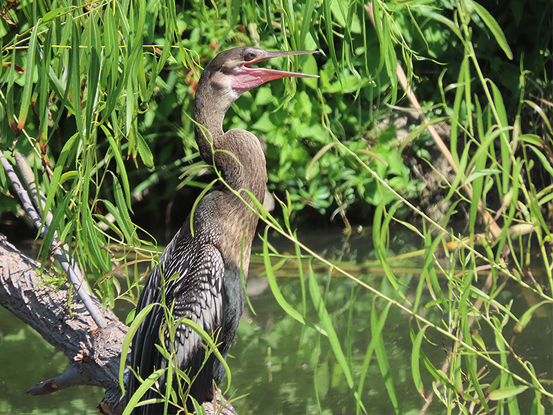 An Anhinga! – DFW Urban Wildlife