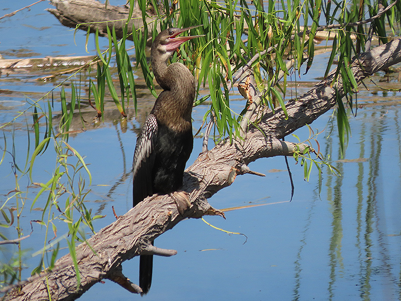 An Anhinga! – DFW Urban Wildlife