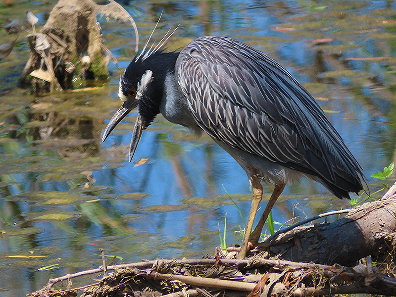 An Anhinga! – DFW Urban Wildlife