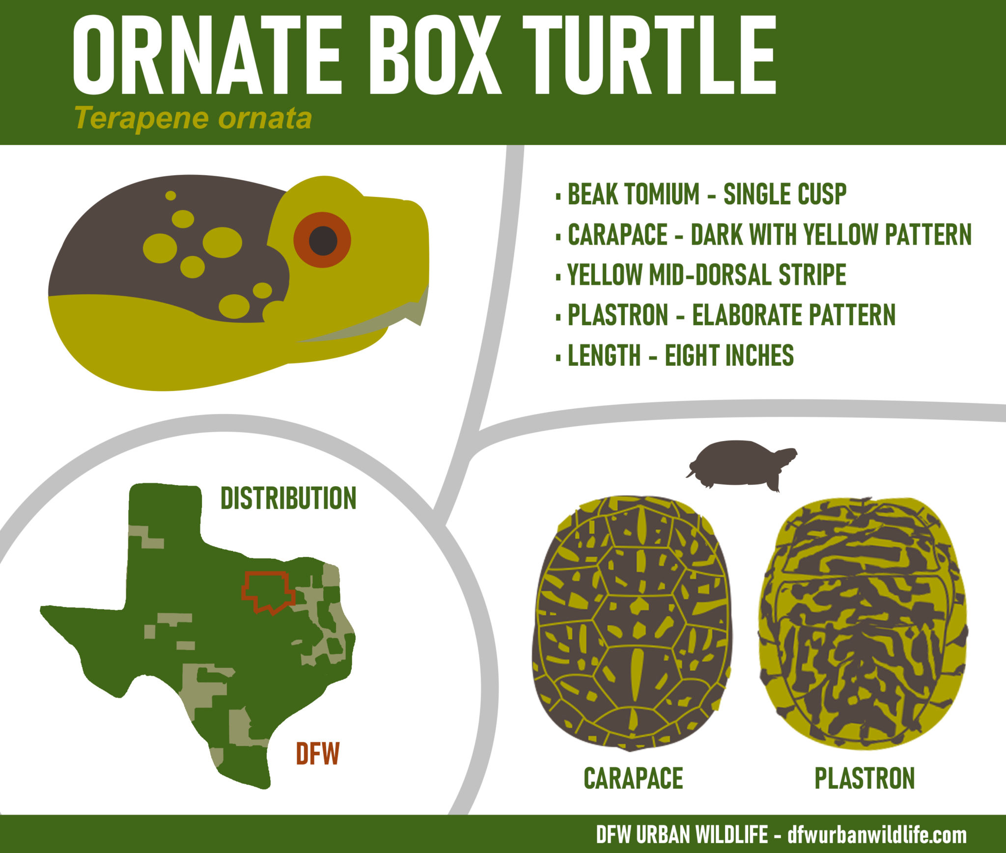 Turtles of the Dallas/Fort Worth Metroplex – DFW Urban Wildlife