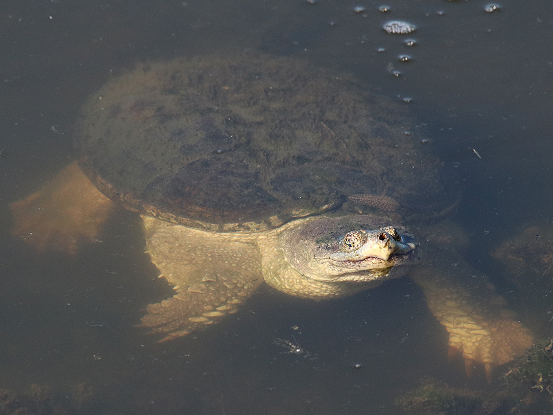 The Turtle Pond – DFW Urban Wildlife