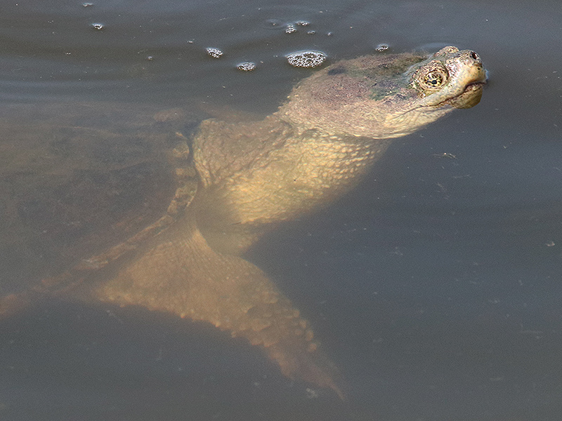 The Turtle Pond – DFW Urban Wildlife