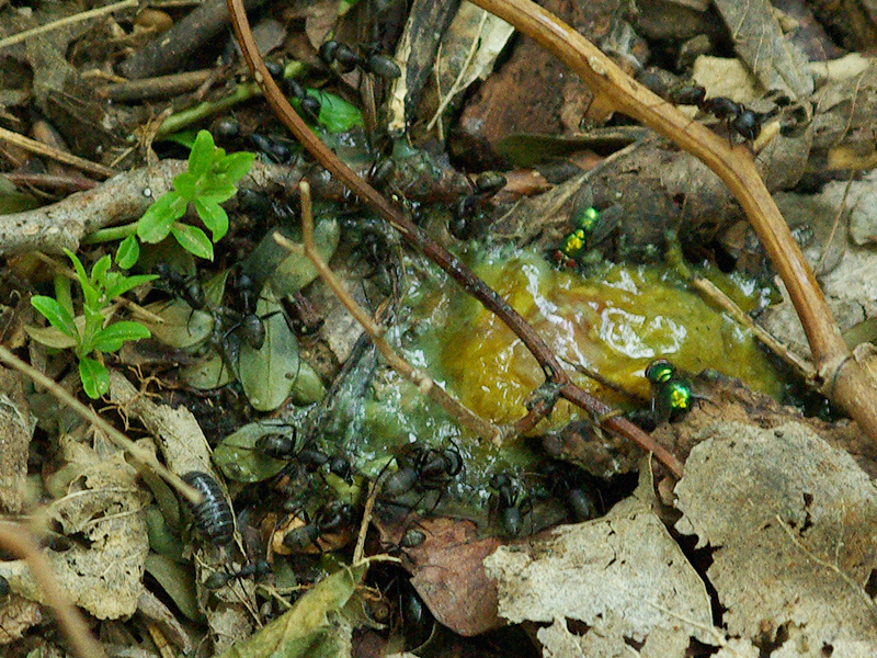 The River Otter Latrine – DFW Urban Wildlife