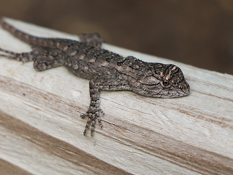 Little Tiny Spiny – DFW Urban Wildlife
