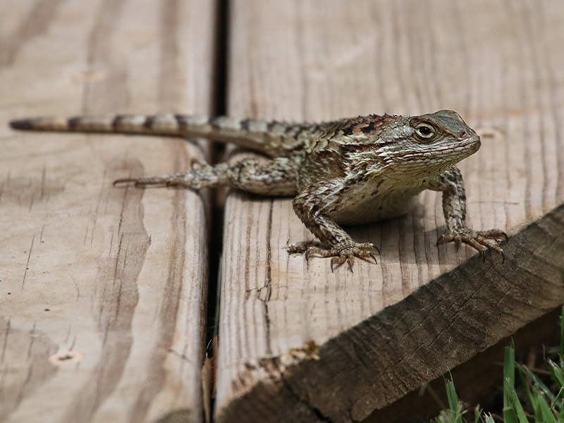 Little Tiny Spiny – DFW Urban Wildlife