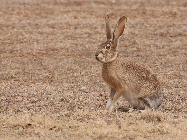 West Texas Wildlife – DFW Urban Wildlife