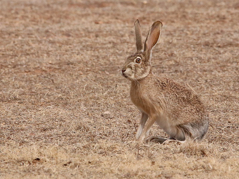 West Texas Wildlife – DFW Urban Wildlife