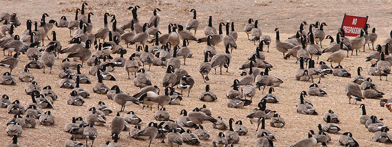 West Texas Wildlife – DFW Urban Wildlife