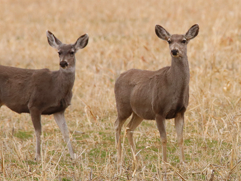 West Texas Wildlife – DFW Urban Wildlife