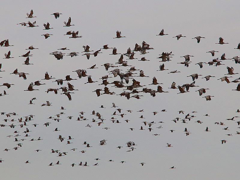 West Texas Wildlife – DFW Urban Wildlife