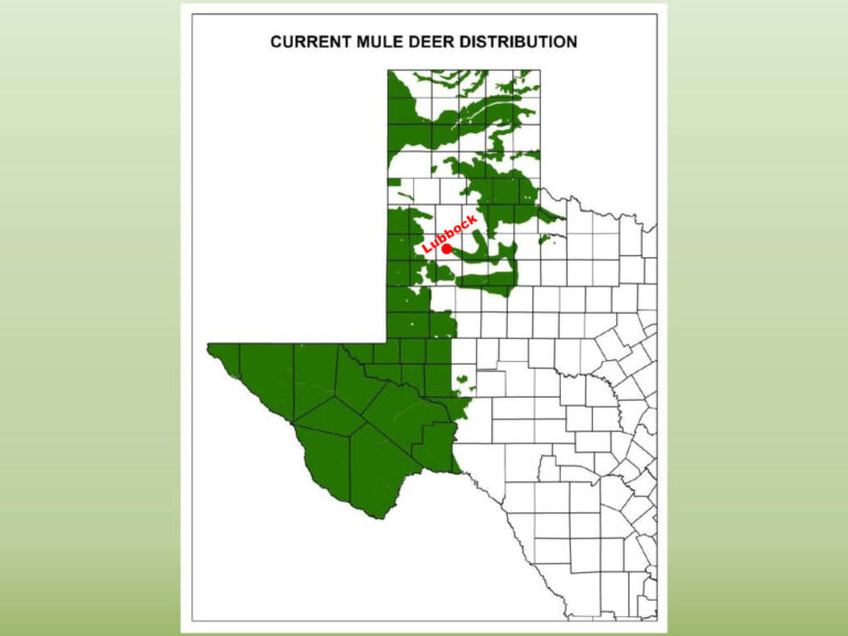 West Texas Wildlife – DFW Urban Wildlife