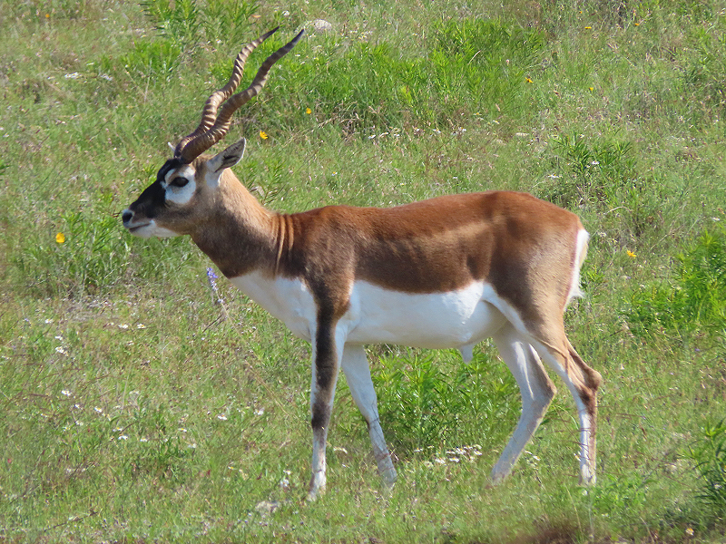 Texas Blackbuck – DFW Urban Wildlife