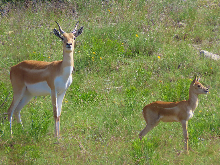 Texas Blackbuck – DFW Urban Wildlife