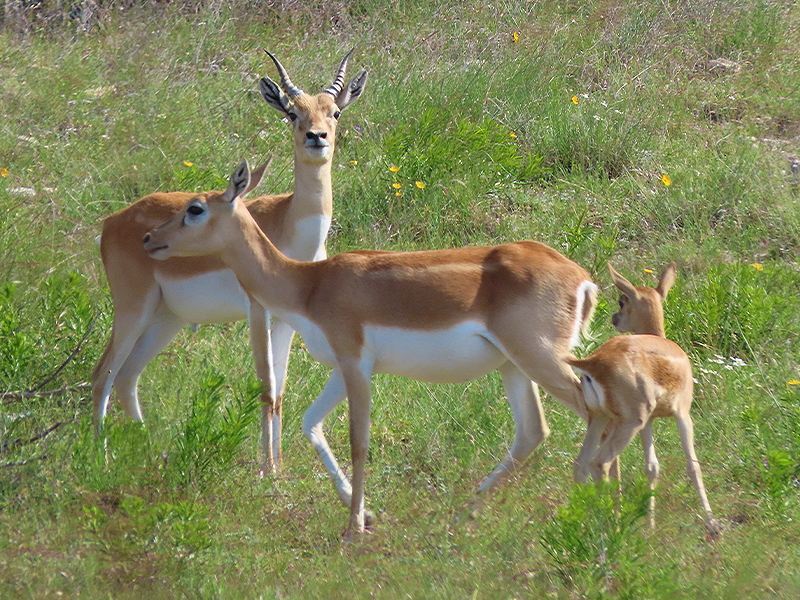 Texas Blackbuck – DFW Urban Wildlife