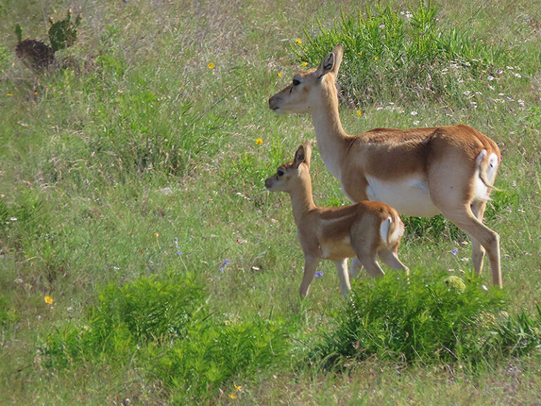Texas Blackbuck – DFW Urban Wildlife
