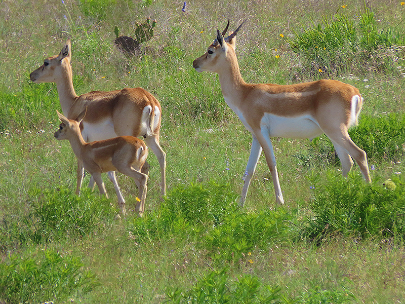 Texas Blackbuck – DFW Urban Wildlife