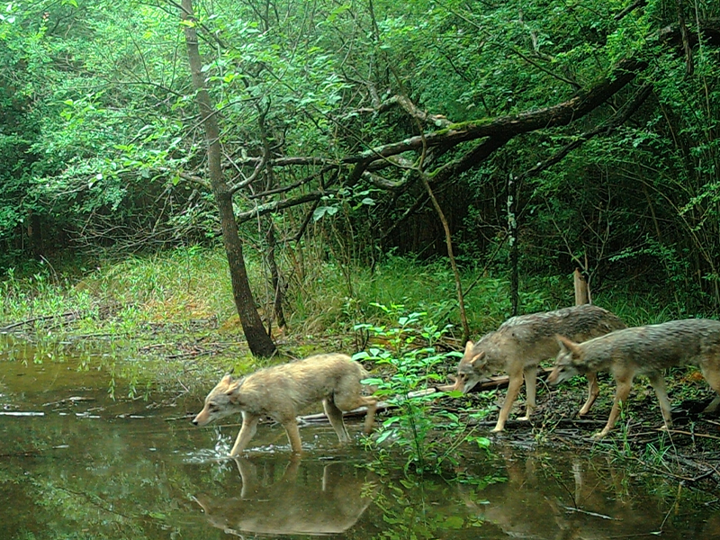 Bobcat Central – DFW Urban Wildlife