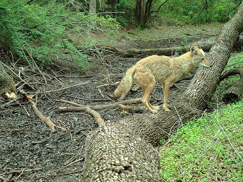 Bobcat Central – DFW Urban Wildlife