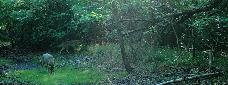 Bobcat Central – DFW Urban Wildlife