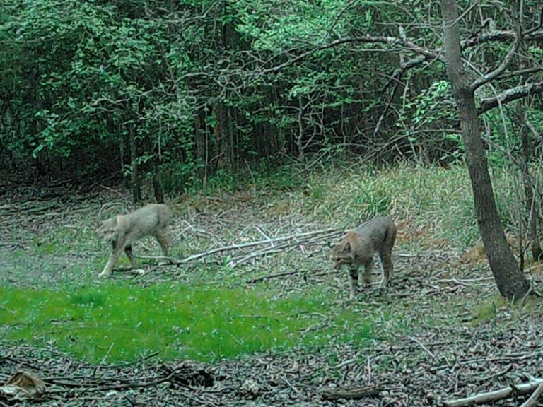 Bobcat Central – DFW Urban Wildlife