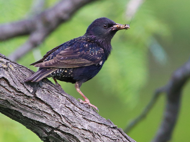 The Starling Nest – DFW Urban Wildlife