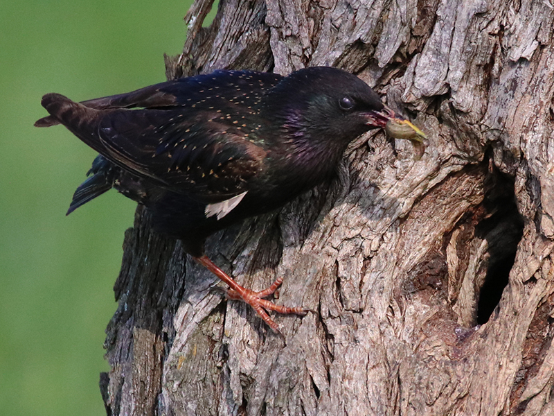 The Starling Nest – DFW Urban Wildlife
