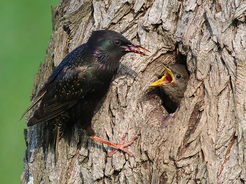 The Starling Nest – DFW Urban Wildlife