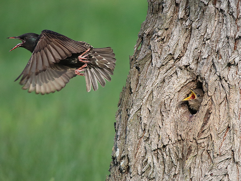 The Starling Nest – DFW Urban Wildlife