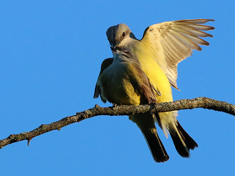 Western Kingbird: Flash of Crimson – DFW Urban Wildlife