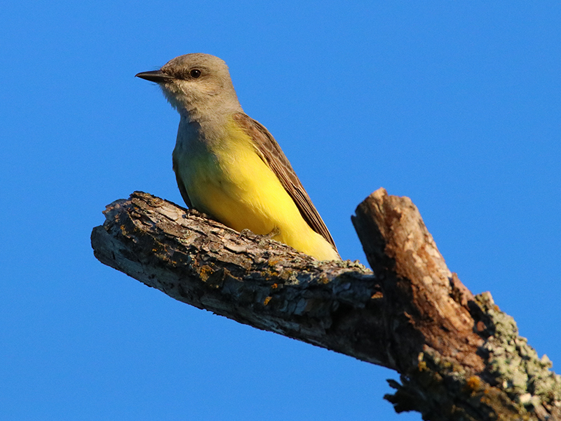 Western Kingbird: Flash of Crimson – DFW Urban Wildlife