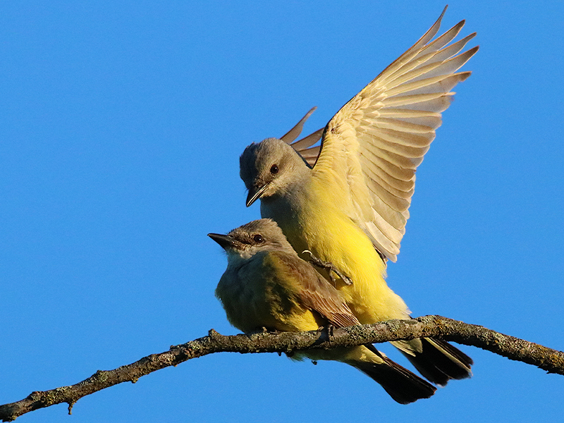 Valley of the Rainbow Birds – DFW Urban Wildlife