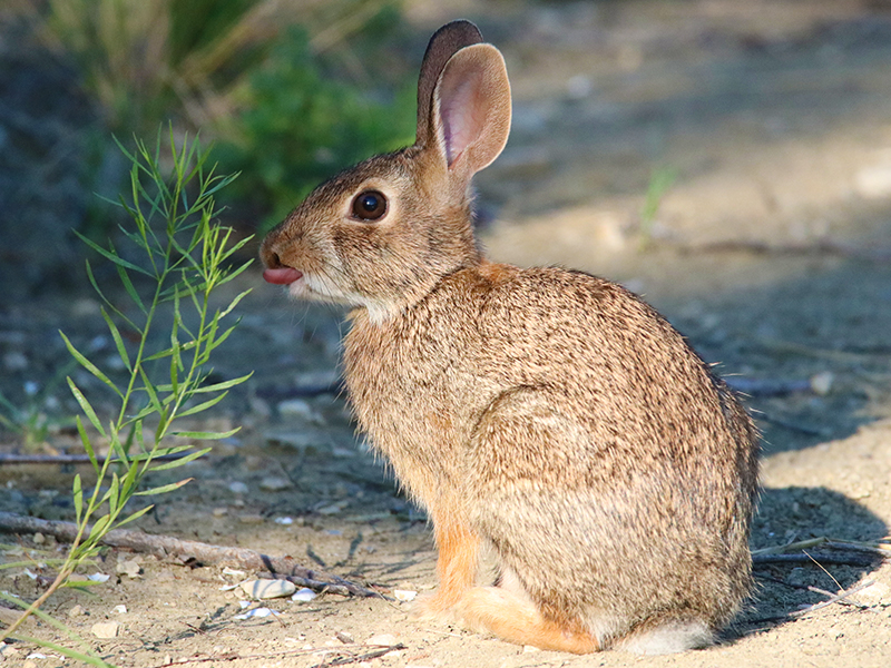 Valley of the Rainbow Birds – DFW Urban Wildlife