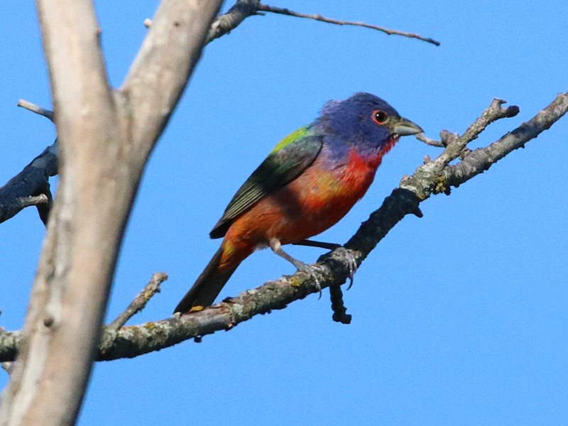 Valley of the Rainbow Birds – DFW Urban Wildlife