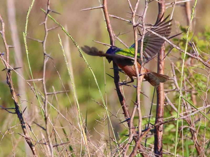 Valley of the Rainbow Birds – DFW Urban Wildlife