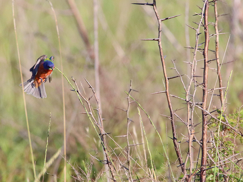 Valley of the Rainbow Birds – DFW Urban Wildlife