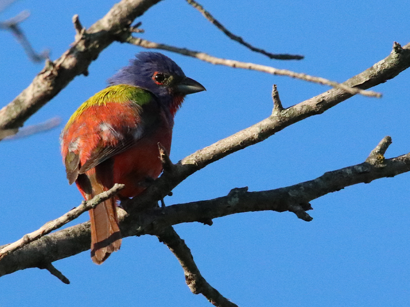 Valley of the Rainbow Birds – DFW Urban Wildlife