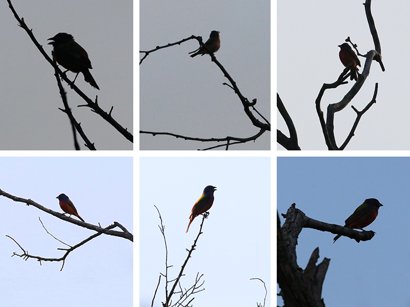 Valley of the Rainbow Birds – DFW Urban Wildlife