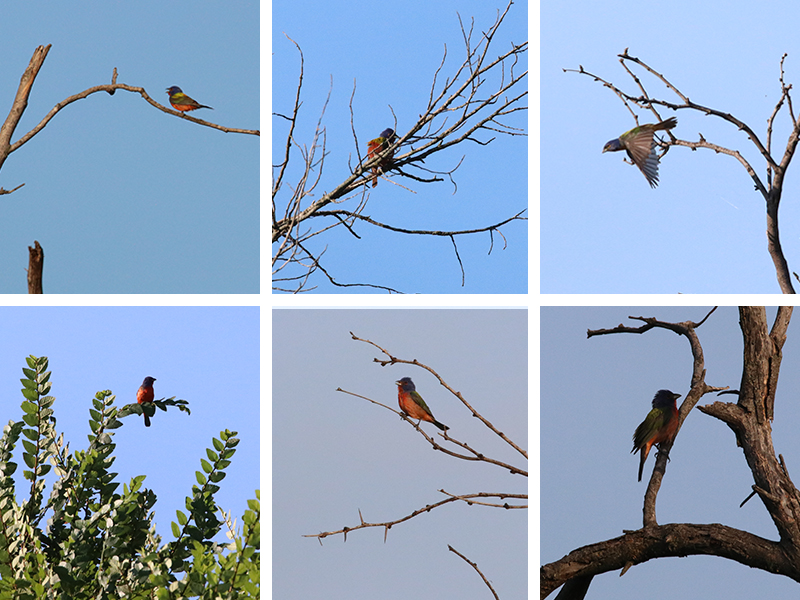 Valley of the Rainbow Birds – DFW Urban Wildlife