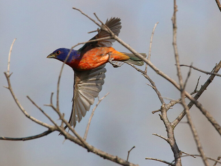 Valley of the Rainbow Birds – DFW Urban Wildlife