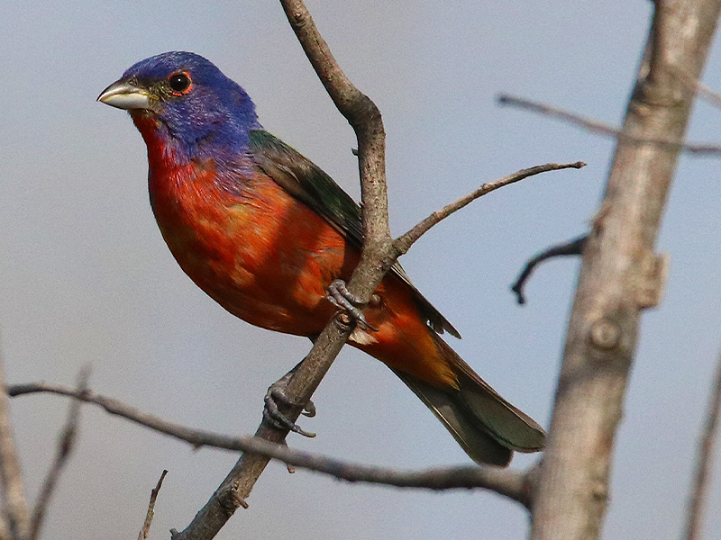 Valley of the Rainbow Birds – DFW Urban Wildlife