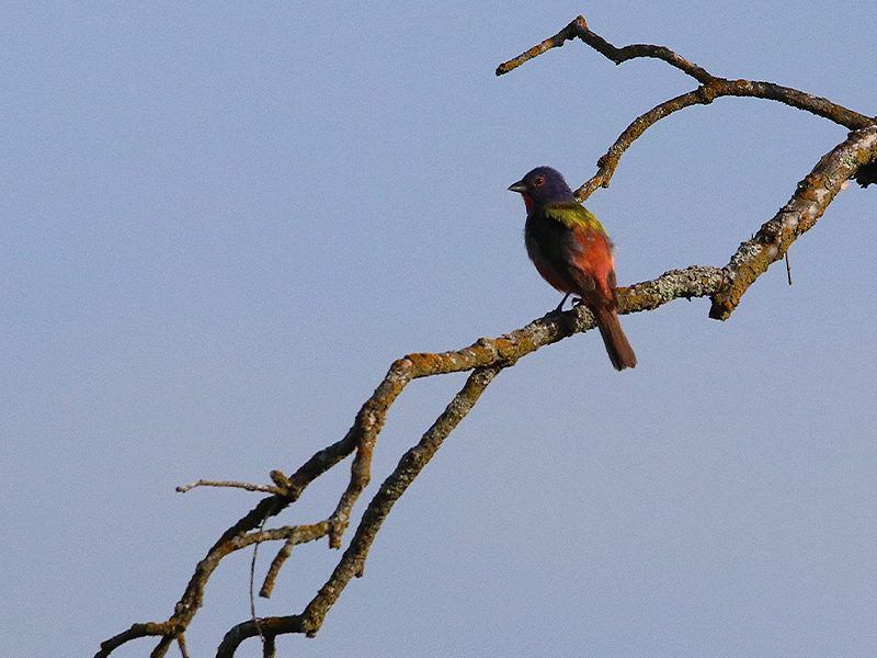 Valley of the Rainbow Birds – DFW Urban Wildlife