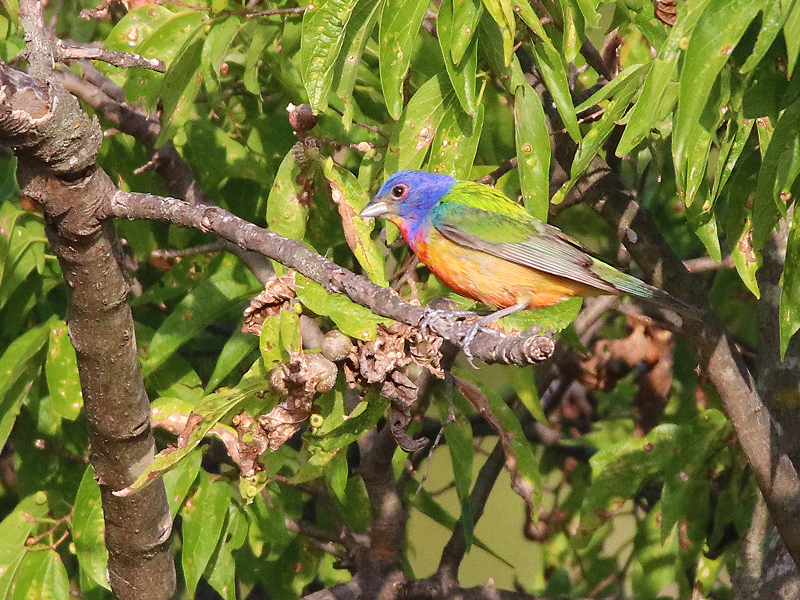 Valley of the Rainbow Birds – DFW Urban Wildlife
