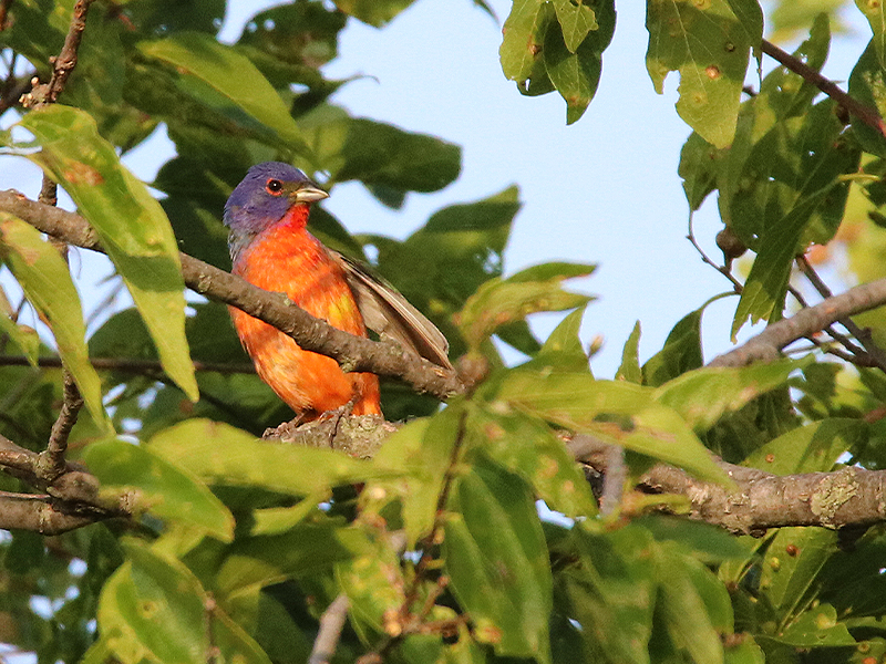Valley of the Rainbow Birds – DFW Urban Wildlife
