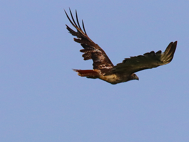 Valley of the Rainbow Birds – DFW Urban Wildlife