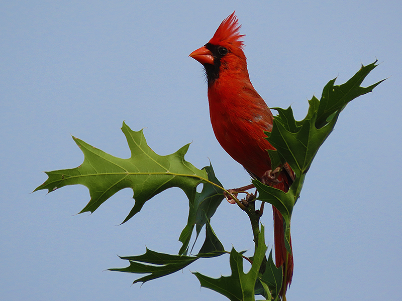 Valley of the Rainbow Birds – DFW Urban Wildlife