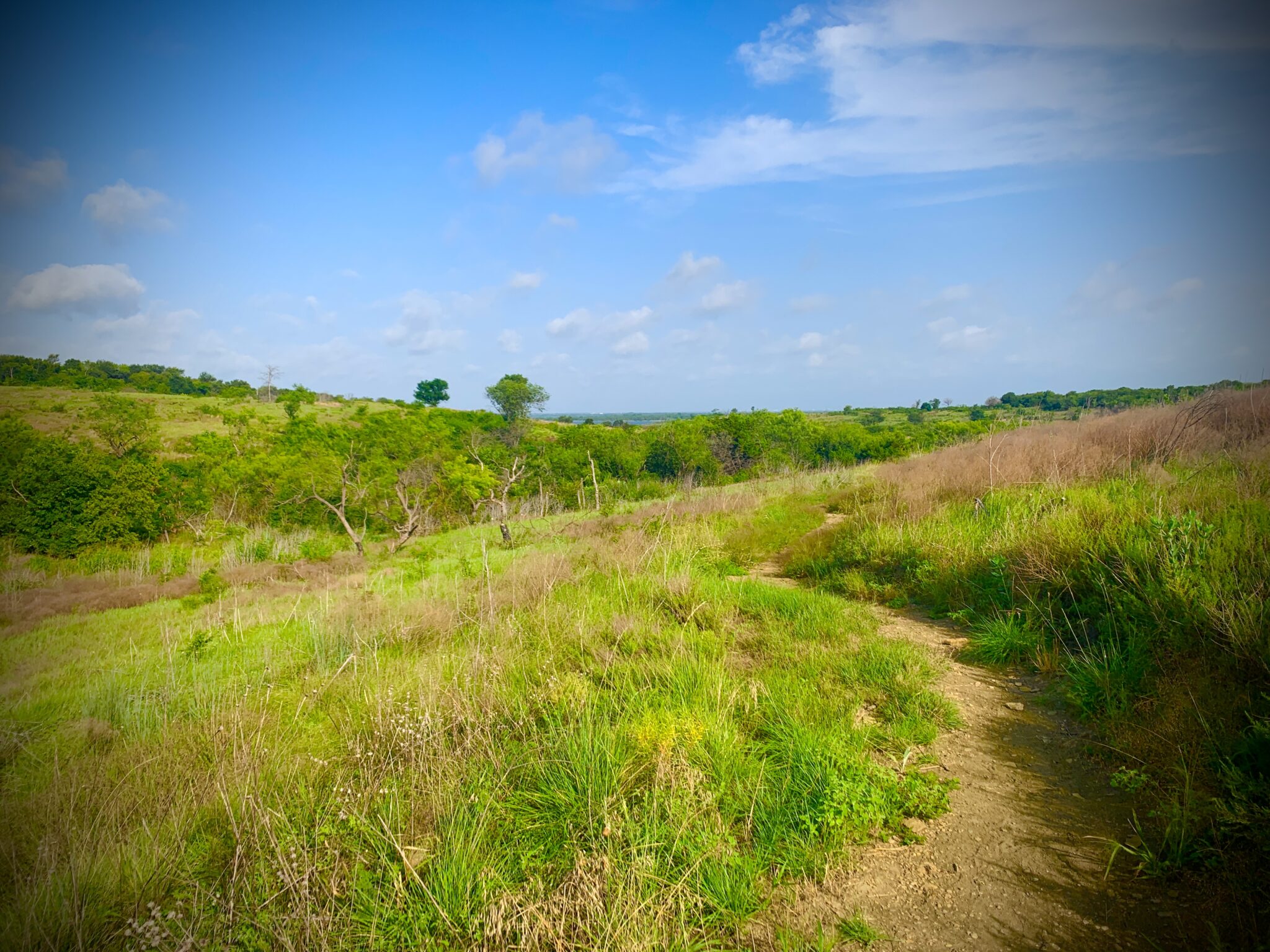 Valley of the Rainbow Birds – DFW Urban Wildlife