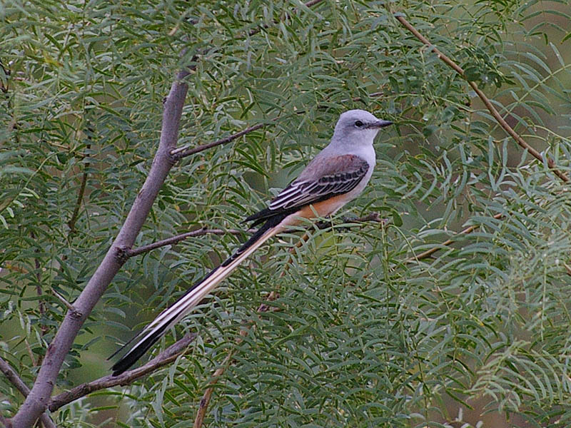 Valley of the Rainbow Birds – DFW Urban Wildlife