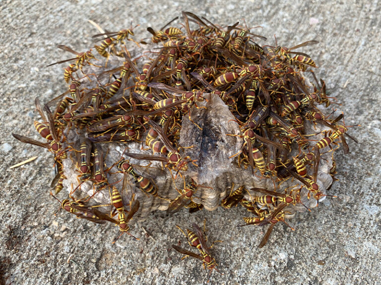 Guinea Paper Wasps – DFW Urban Wildlife